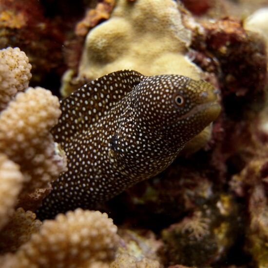 Horseshoe Reef – Hawaii Dive Center