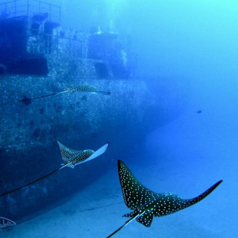 Sea Tiger Wreck - Hawaii Dive Center