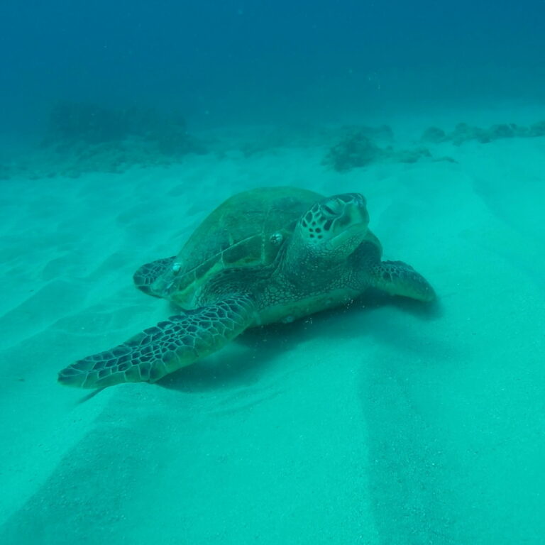 Turtle Canyon - Hawaii Dive Center