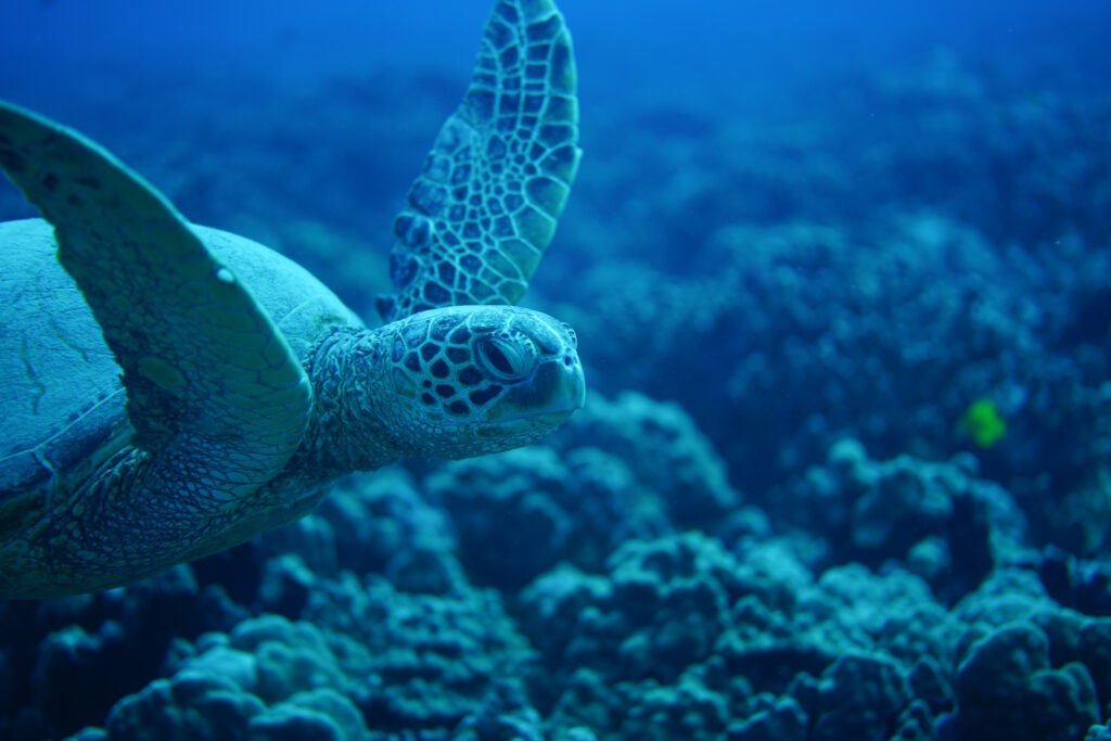 HAWAII GREEN SEA TURTLE - Hawaii Dive Center