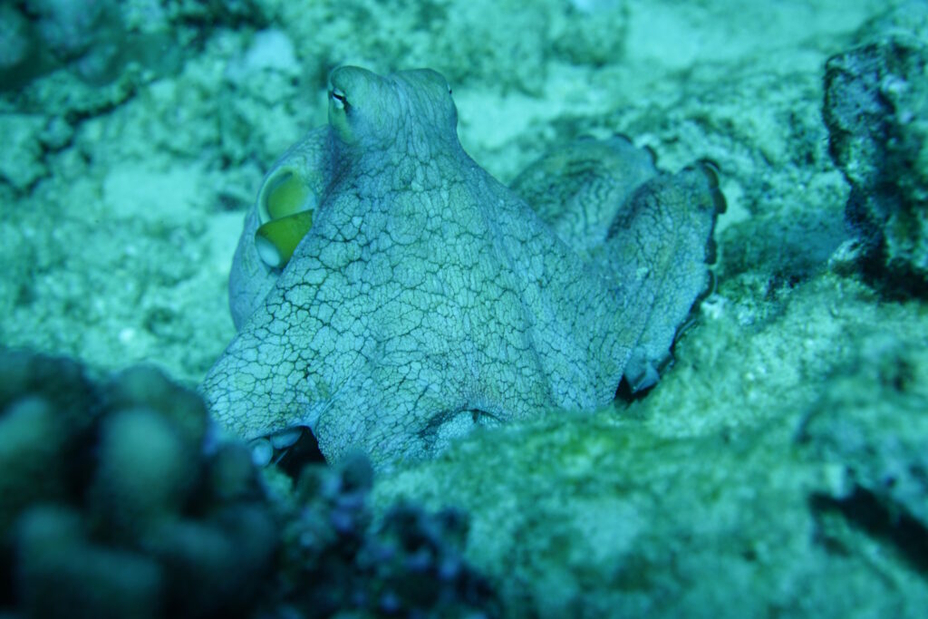 HAWAII DAY OCTOPUS – Hawaii Dive Center