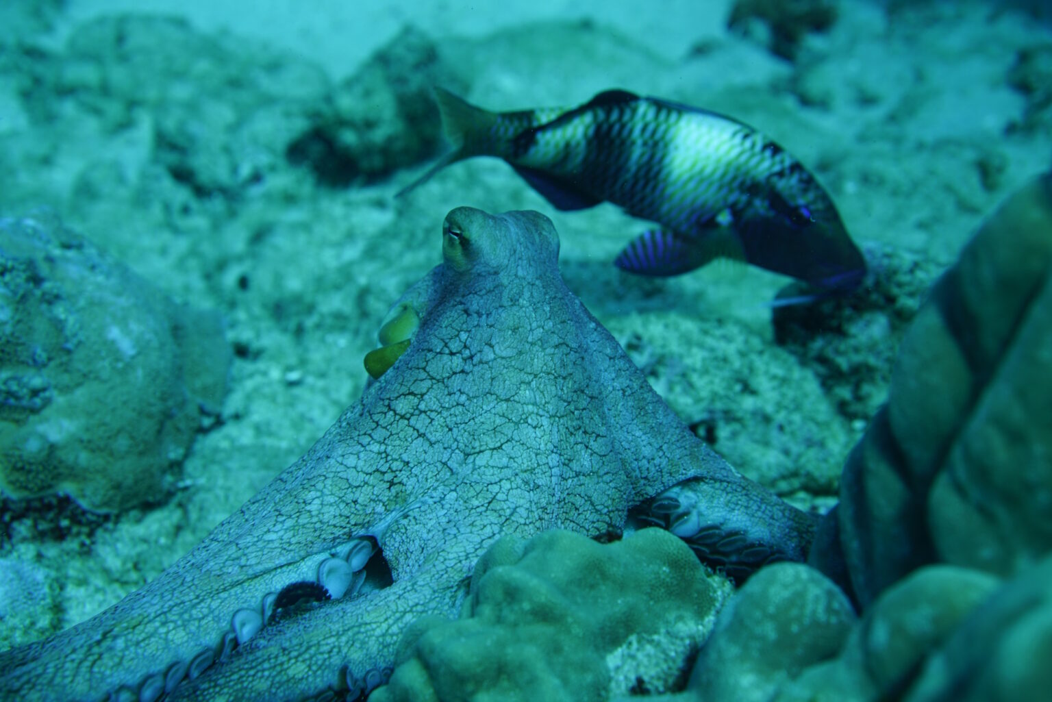HAWAII DAY OCTOPUS – Hawaii Dive Center