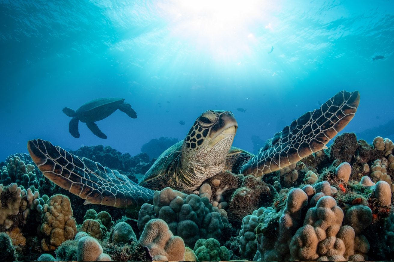 Hawaii Dive Center